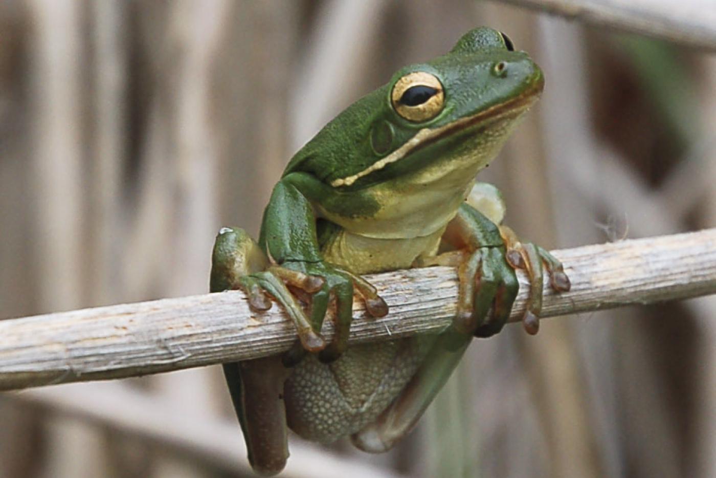 Green Treefrog | NC Wildlife